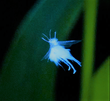 Sprites (Common) – The Creature Compendium