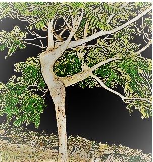 Dryads – The Creature Compendium