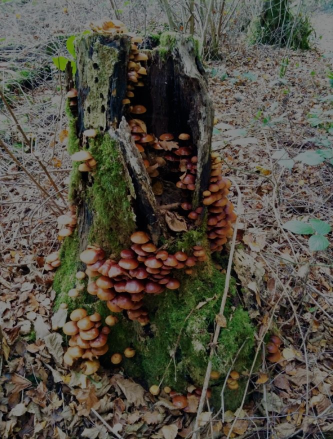 Stump Trolls – The Creature Compendium