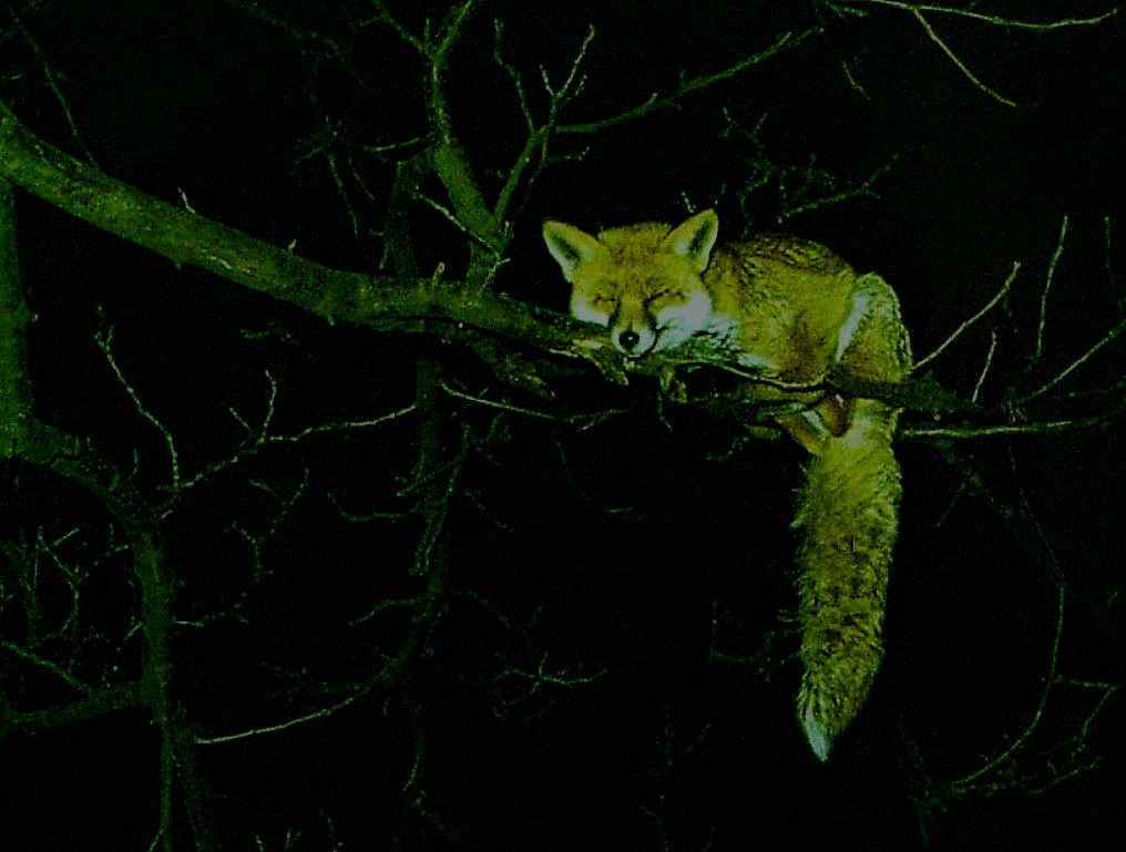 Pooka – The Creature Compendium